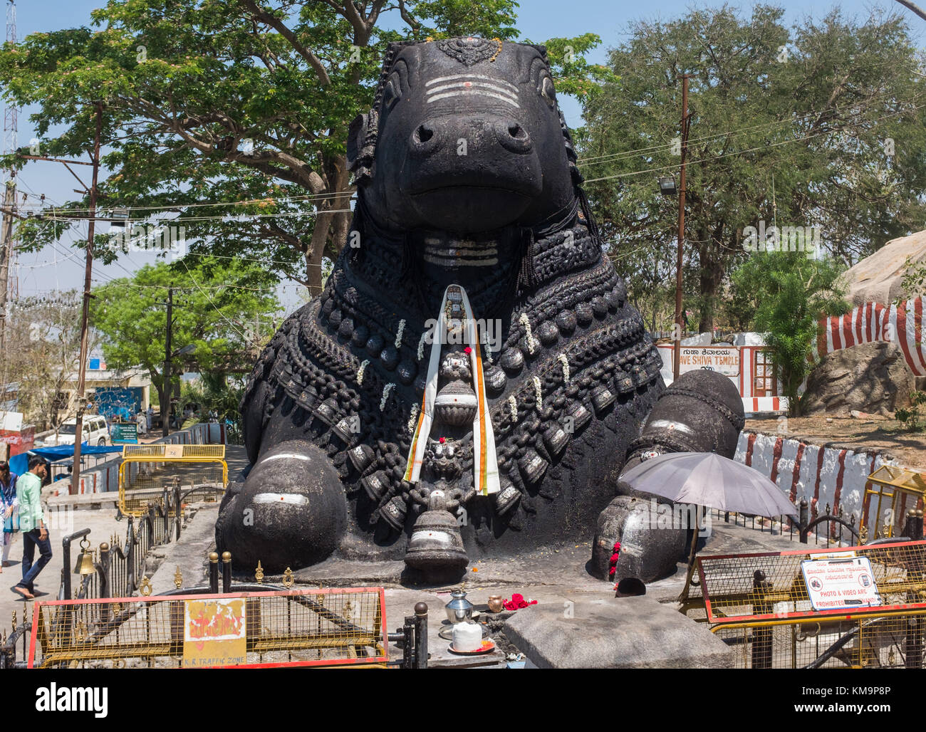 Nandi Bull Stock Photos & Nandi Bull Stock Images - Alamy