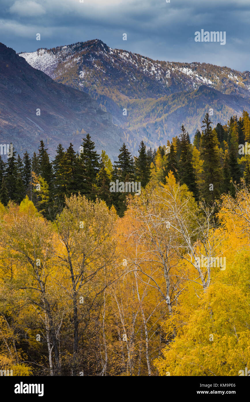 Autumn Altai. Yellowed trees against the backdrop of the mountains ...