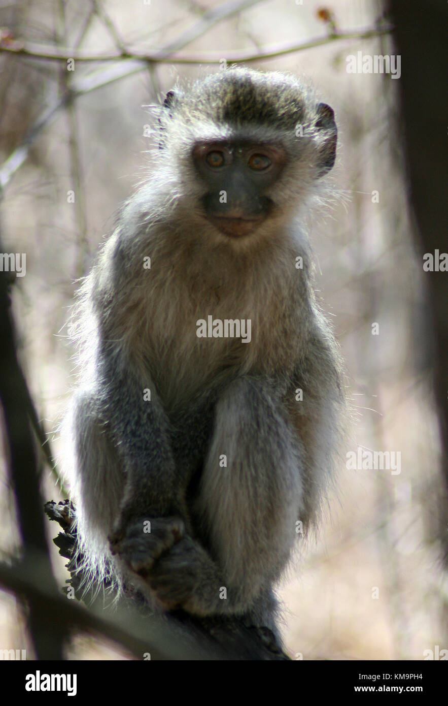 Kruger National Park, Marloth Park, single Vervet monkey sitting on a ...