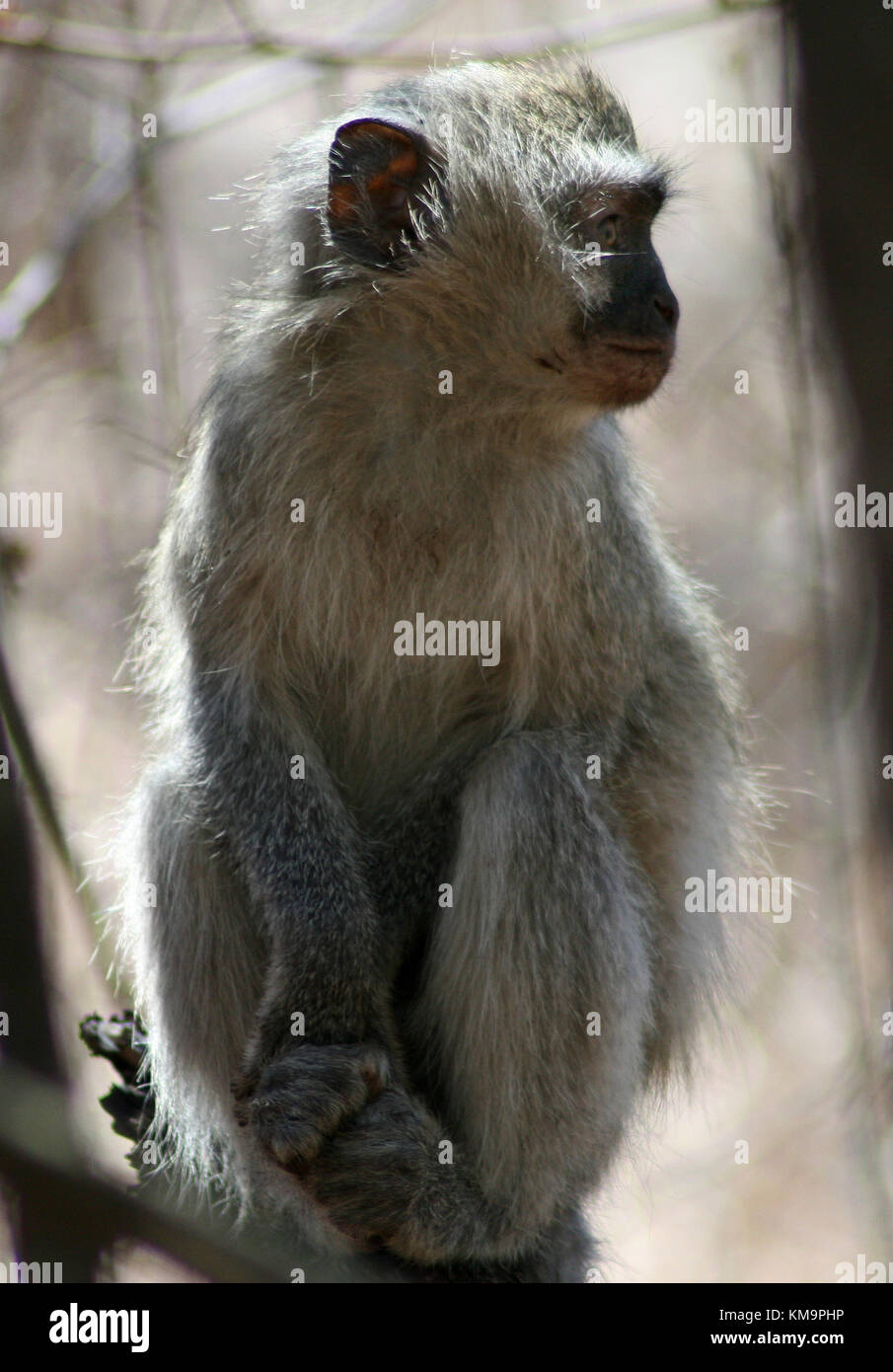 Monkey looking sideways hi-res stock photography and images - Alamy