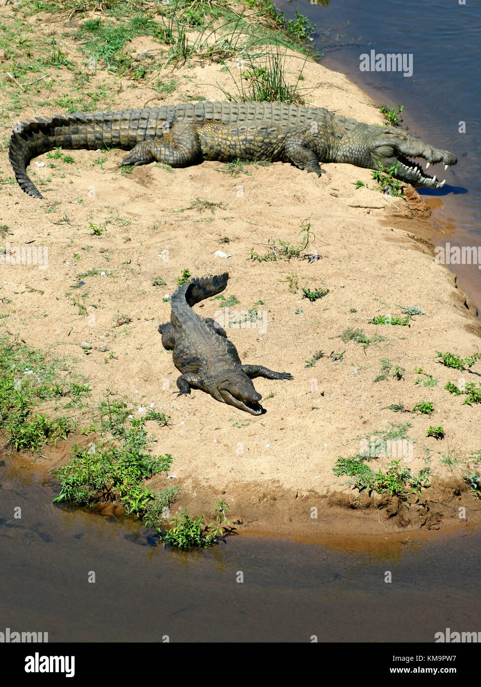 Kruger National Park, Crocodiles lying in the sun with mouths open ...