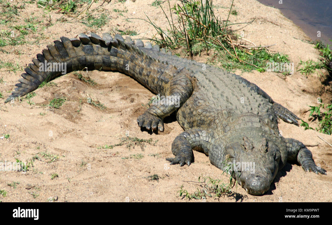 Kruger National Park, Single Crocodile lying in the sun , Crocodylidae ...