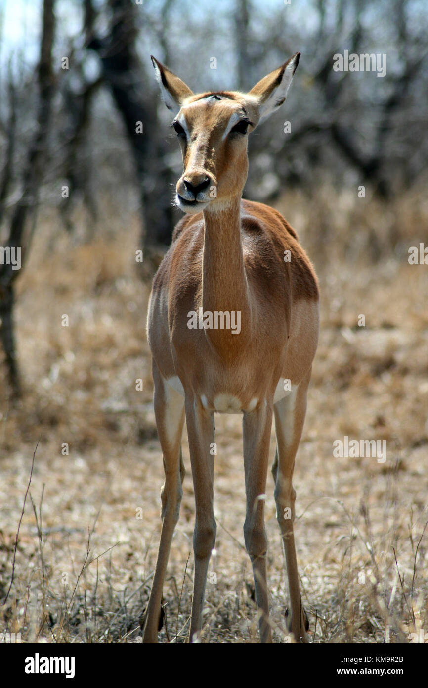 Rooibokke hi-res stock photography and images - Alamy
