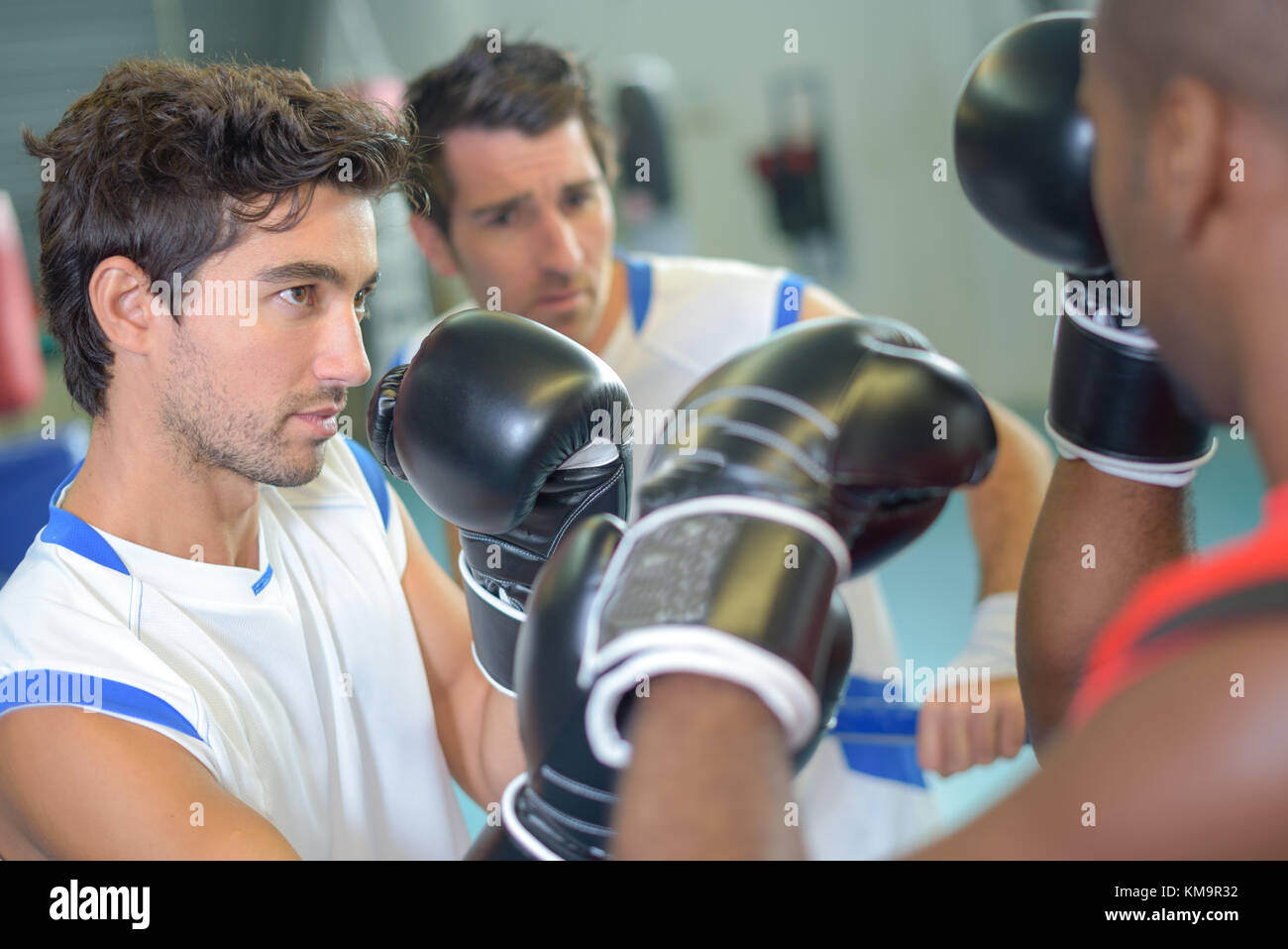 two young boxers Stock Photo - Alamy