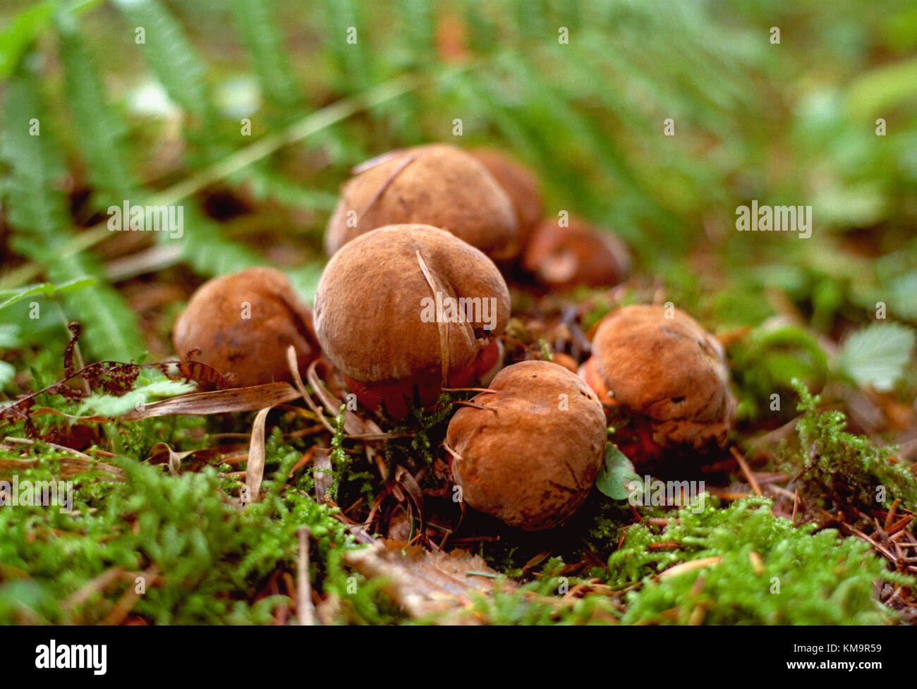 Neoboletus luridiformis, Boletus luridiformis Stock Photo - Alamy