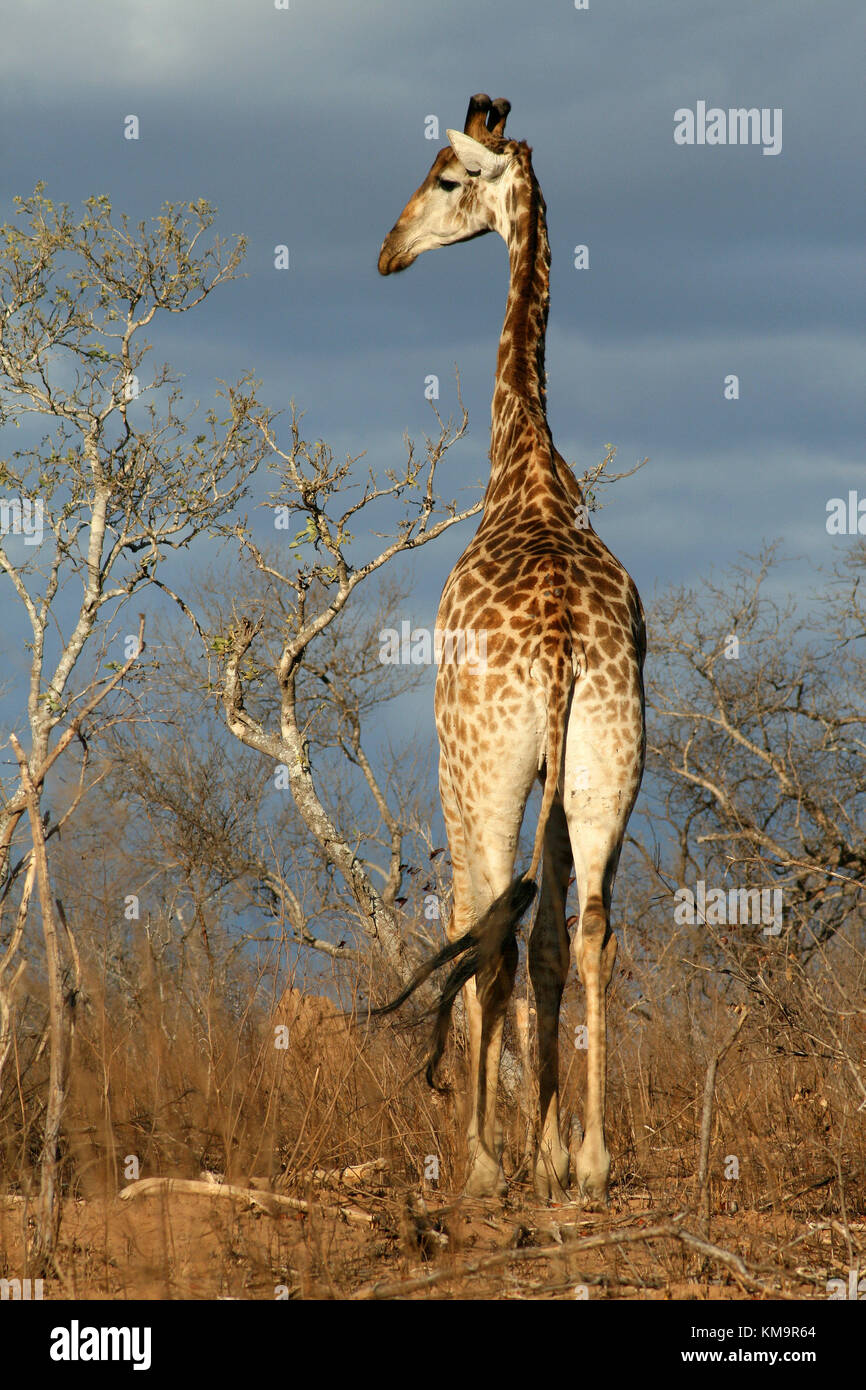 Adult giraffe hi-res stock photography and images - Alamy