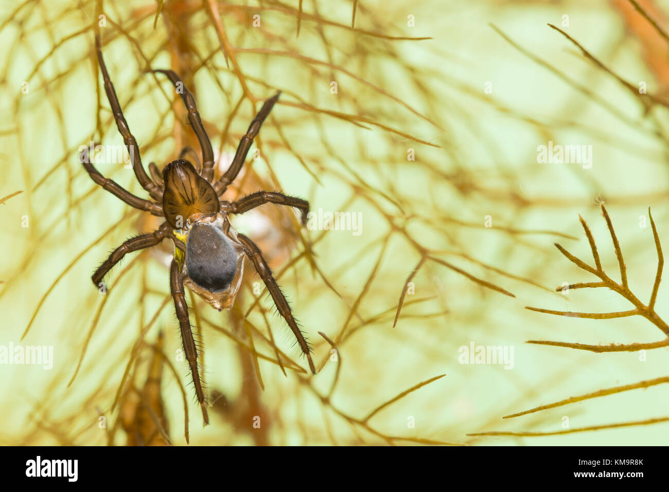 Diving Bell Spider High Resolution Stock Photography and Images - Alamy