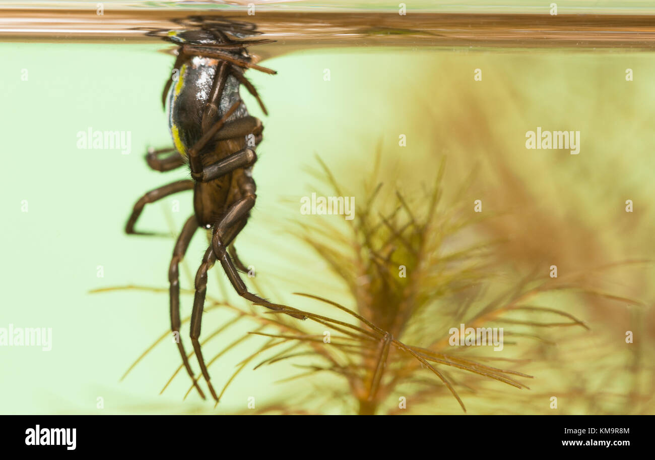Diving bell spider Stock Photo - Alamy