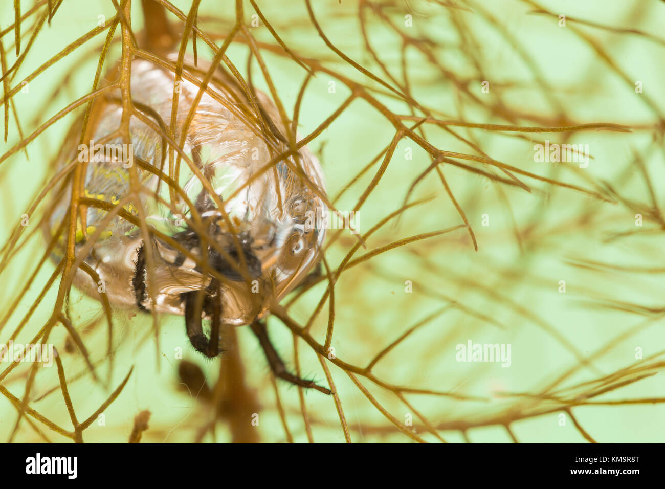 Diving bell spider Stock Photo - Alamy