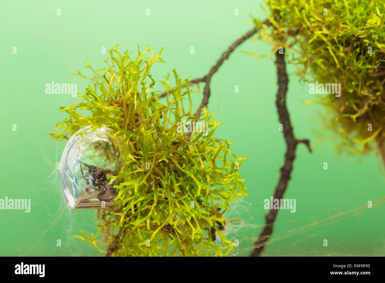 Bell spider hi-res stock photography and images - Alamy