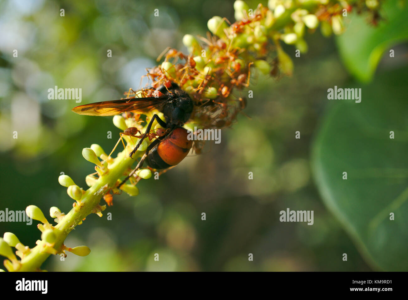 Ants eating bee Stock Photo - Alamy
