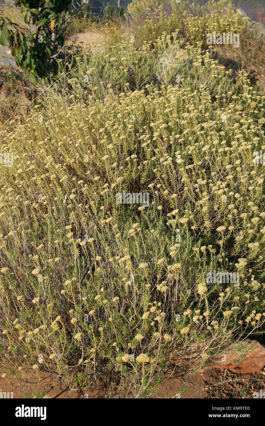South african shrub hi-res stock photography and images - Alamy