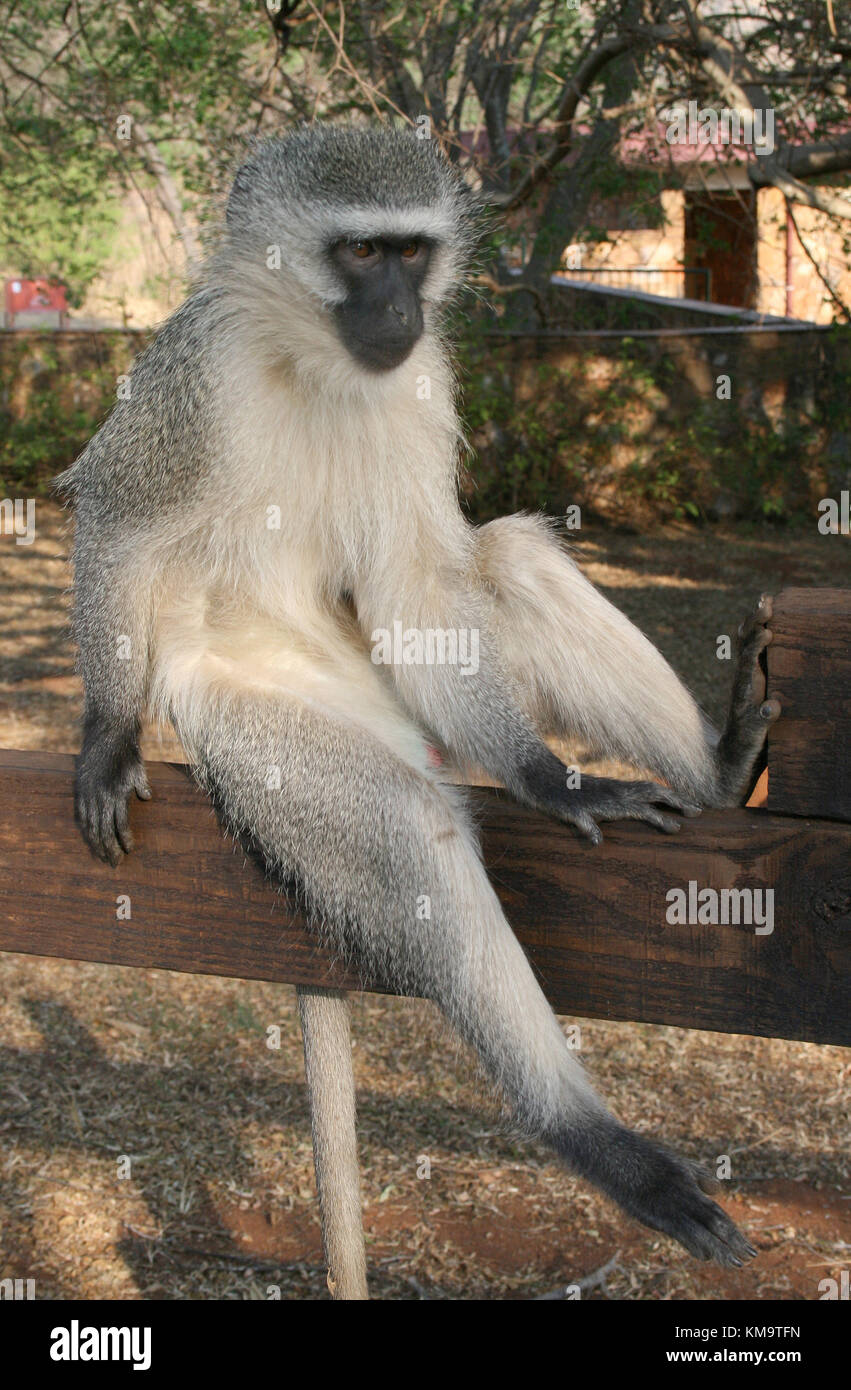 Mpumalanga, South Africa, Bourke's Luck Potholes, Vervet monkey sitting ...