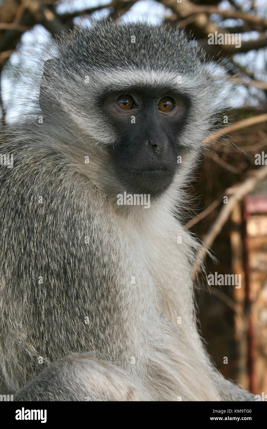 Mpumalanga, South Africa, Bourke's Luck Potholes, close-up of a Vervet ...