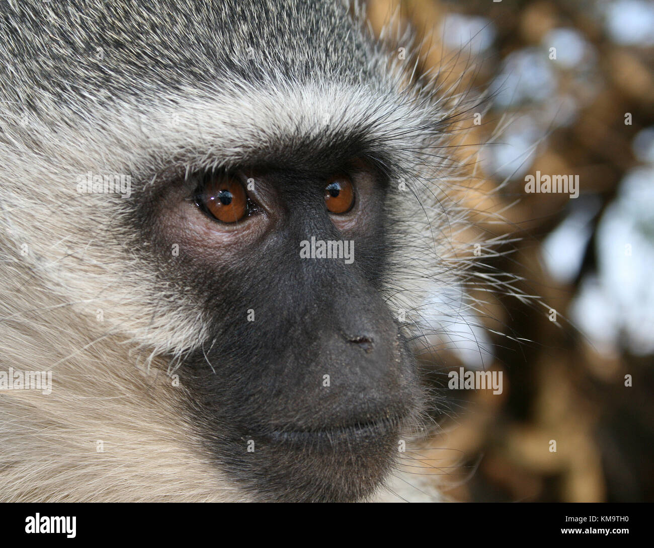 Mpumalanga, South Africa, Bourke's Luck Potholes, close-up of a Vervet ...