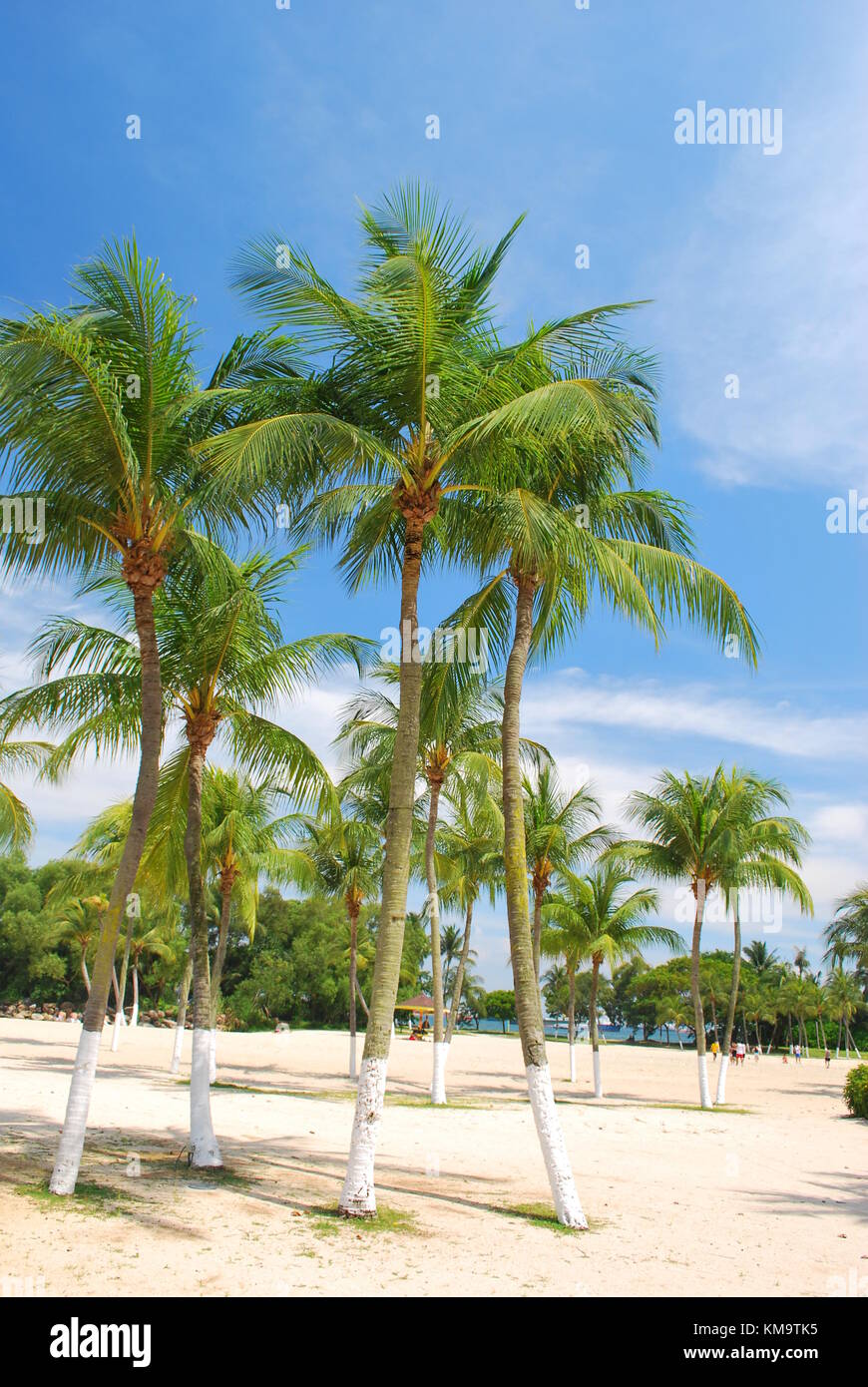 Swaying coconut trees hi-res stock photography and images - Alamy