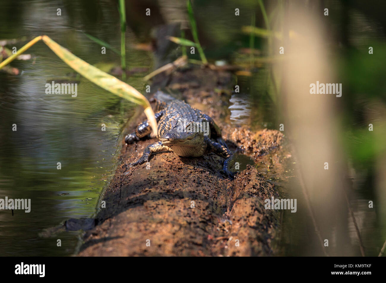 Corkscrew swamp florida alligator hi-res stock photography and images ...