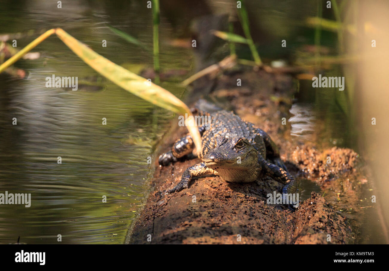 American alligator Alligator mississippiensis suns itself on a fallen ...