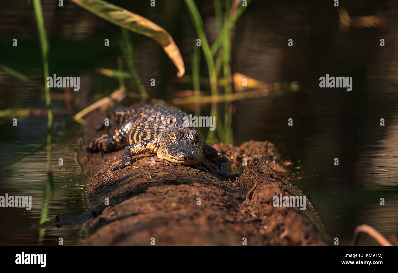 American alligator Alligator mississippiensis suns itself on a fallen ...