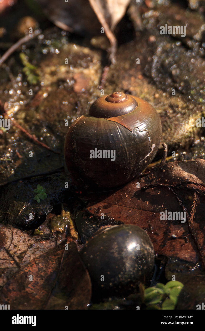 Apple snail Pomacea caliginosa shells on a log in the Corkscrew Swamp ...