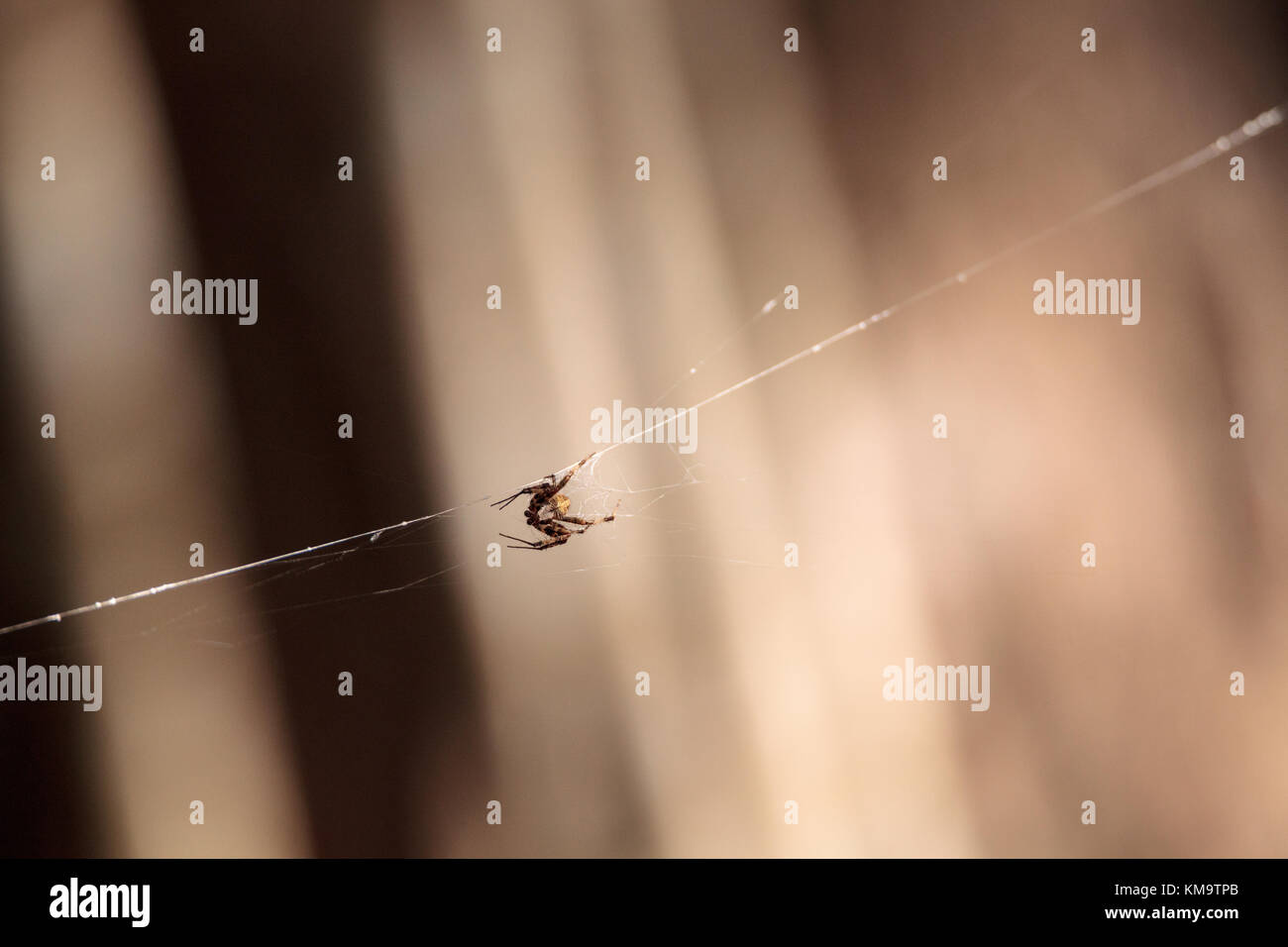 Black and Yellow Argiope spider Argiope aurantia in its web at the ...