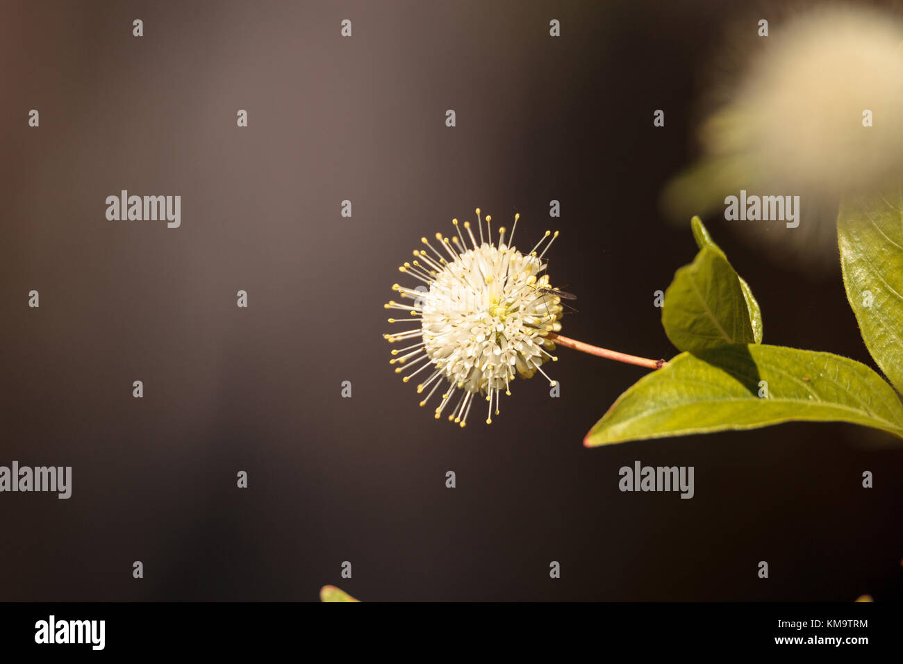 White flower on buttonbush plant Cephalanthus occidentalis blooms in ...