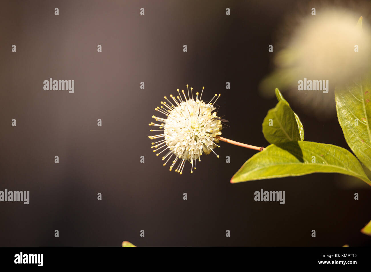 White flower on buttonbush plant Cephalanthus occidentalis blooms in ...