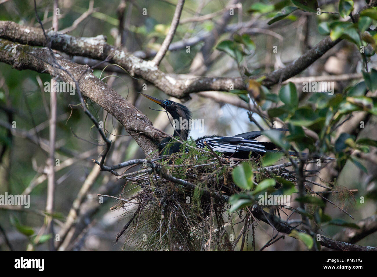 Female Anhinga bird called Anhinga anhinga and snakebird makes a nest ...
