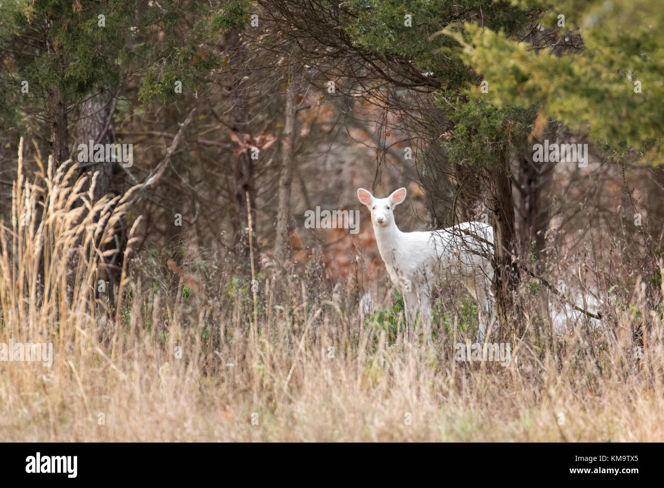 A rare white deer, leucism or albino, in the forest Stock Photo - Alamy