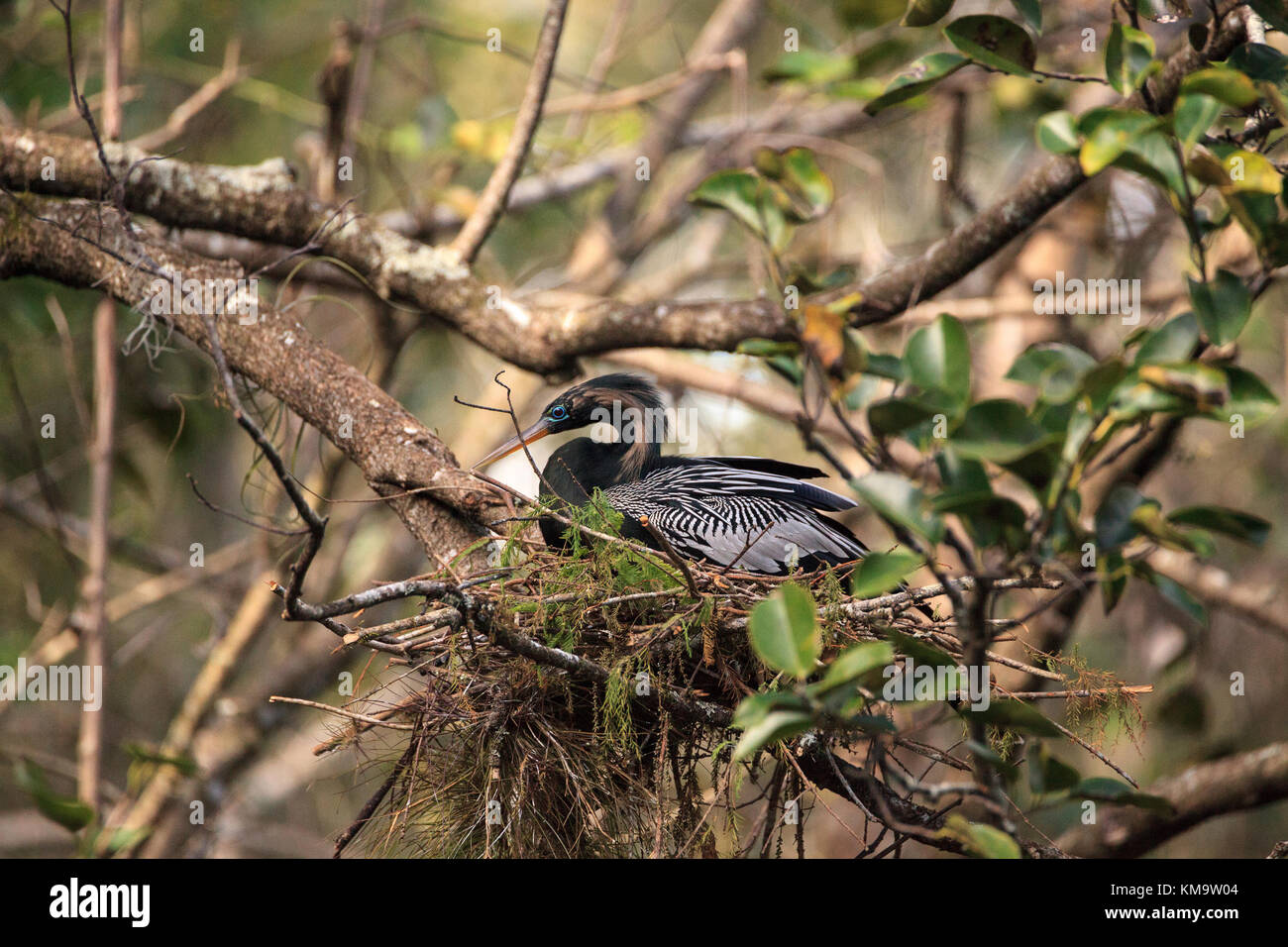 Female Anhinga bird called Anhinga anhinga and snakebird makes a nest ...