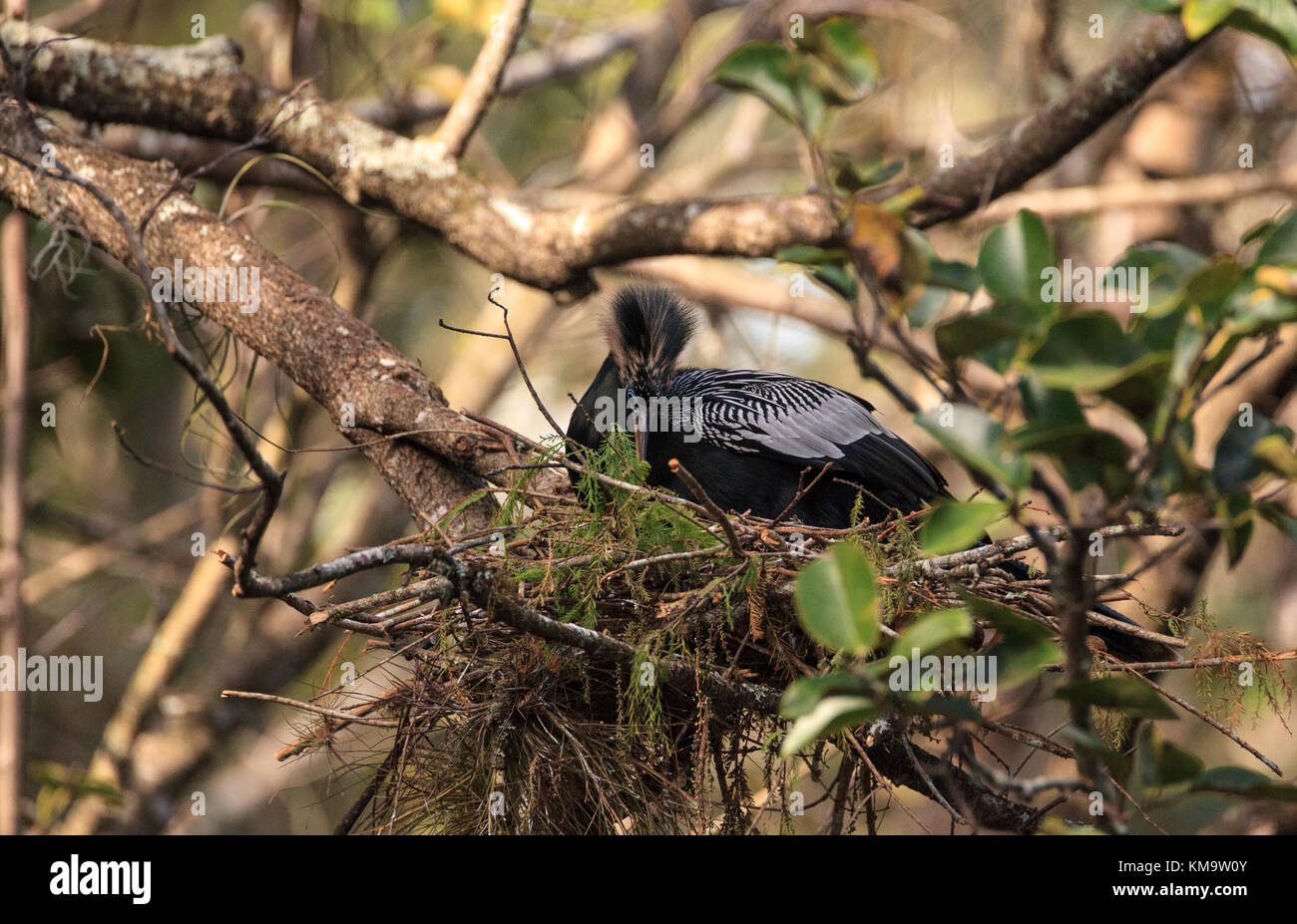 Female Anhinga bird called Anhinga anhinga and snakebird makes a nest ...
