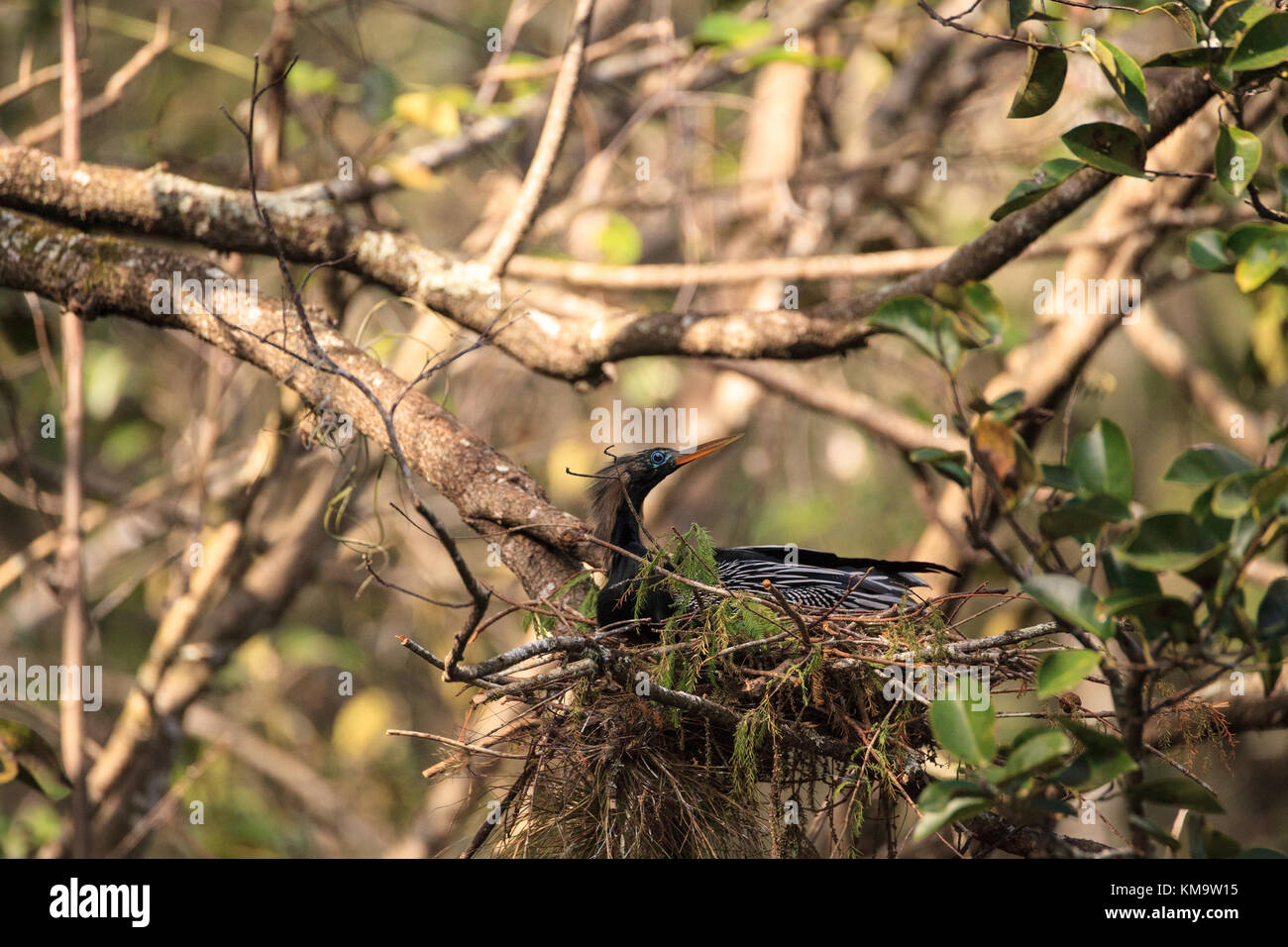 Female Anhinga bird called Anhinga anhinga and snakebird makes a nest ...