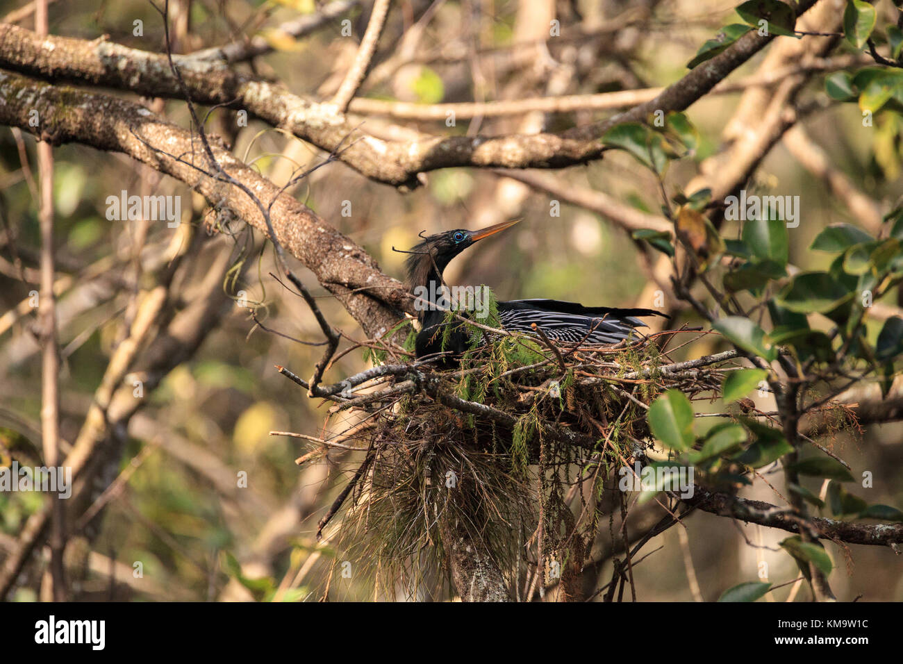 Female Anhinga bird called Anhinga anhinga and snakebird makes a nest ...