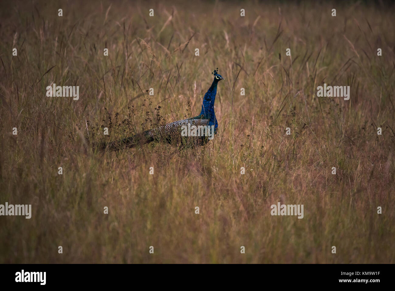 Grassland bird india hi-res stock photography and images - Alamy