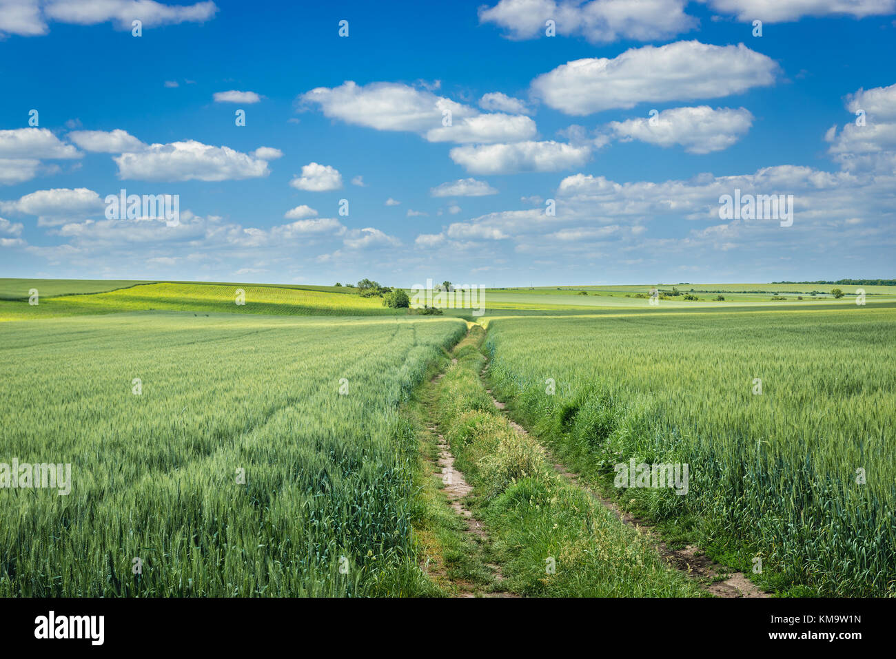 Large area of green fields in Ukraine Stock Photo - Alamy