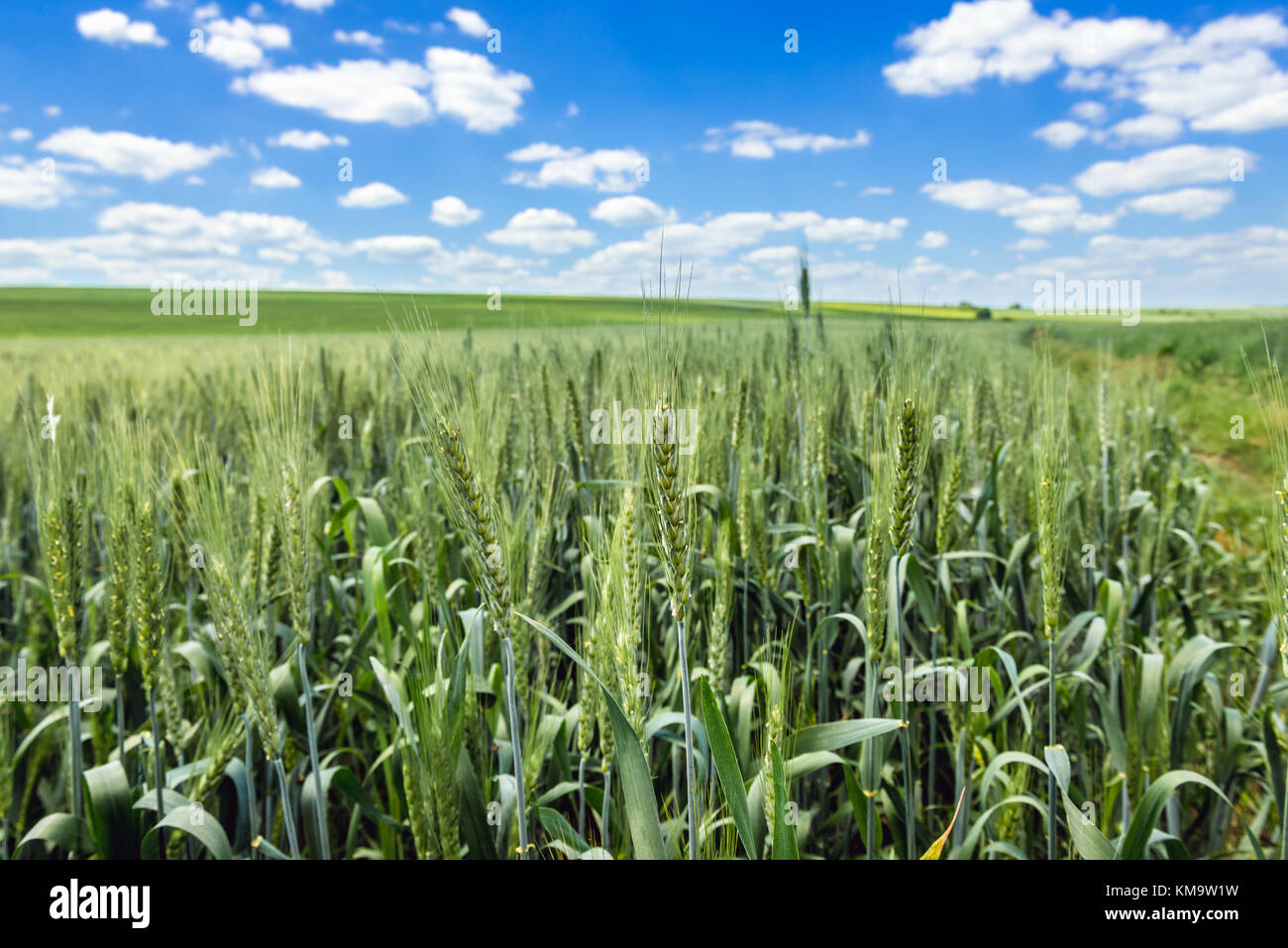 Large area of green fields in Ukraine Stock Photo - Alamy
