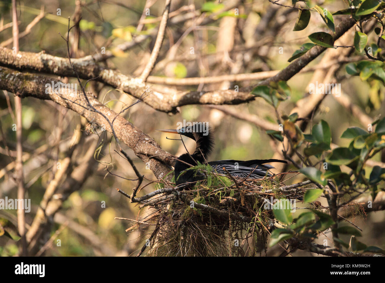 Female Anhinga bird called Anhinga anhinga and snakebird makes a nest ...