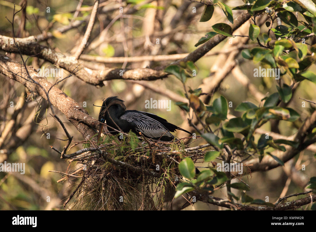 Female Anhinga bird called Anhinga anhinga and snakebird makes a nest ...