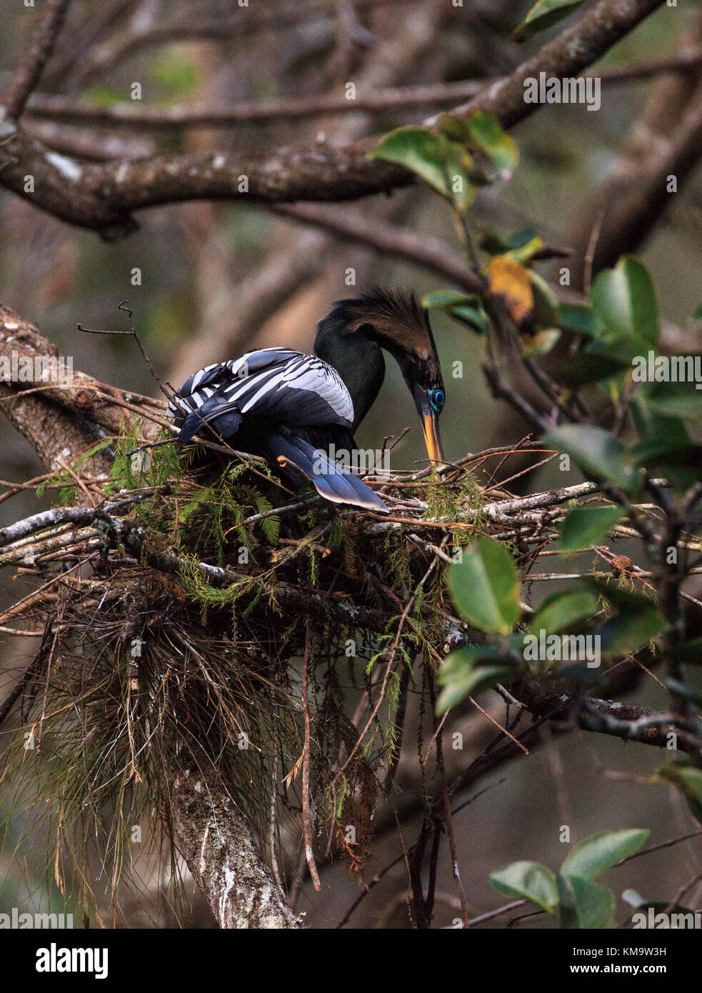 Female Anhinga bird called Anhinga anhinga and snakebird makes a nest ...