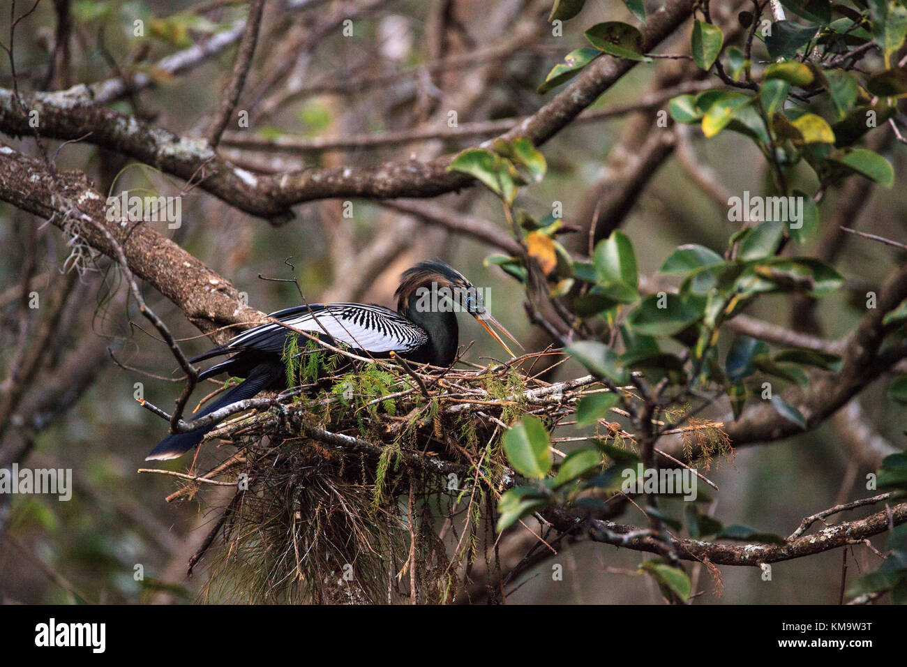 Female Anhinga bird called Anhinga anhinga and snakebird makes a nest ...
