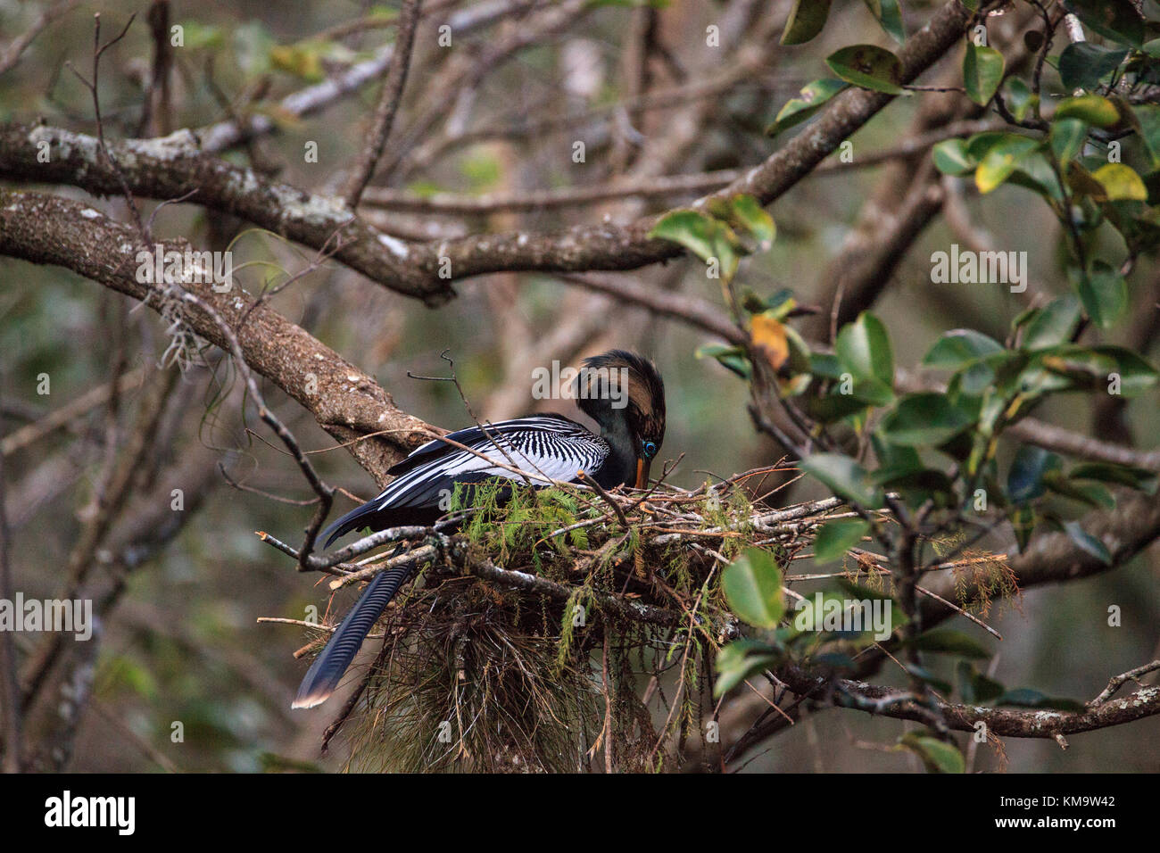 Female Anhinga bird called Anhinga anhinga and snakebird makes a nest ...