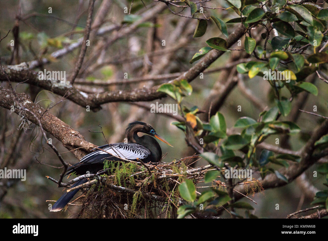 Female Anhinga bird called Anhinga anhinga and snakebird makes a nest ...