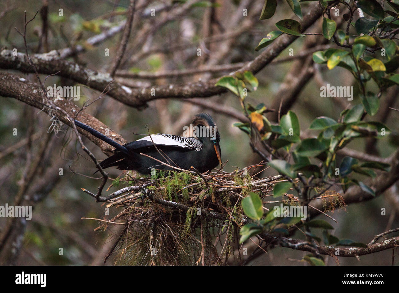 Female Anhinga bird called Anhinga anhinga and snakebird makes a nest ...