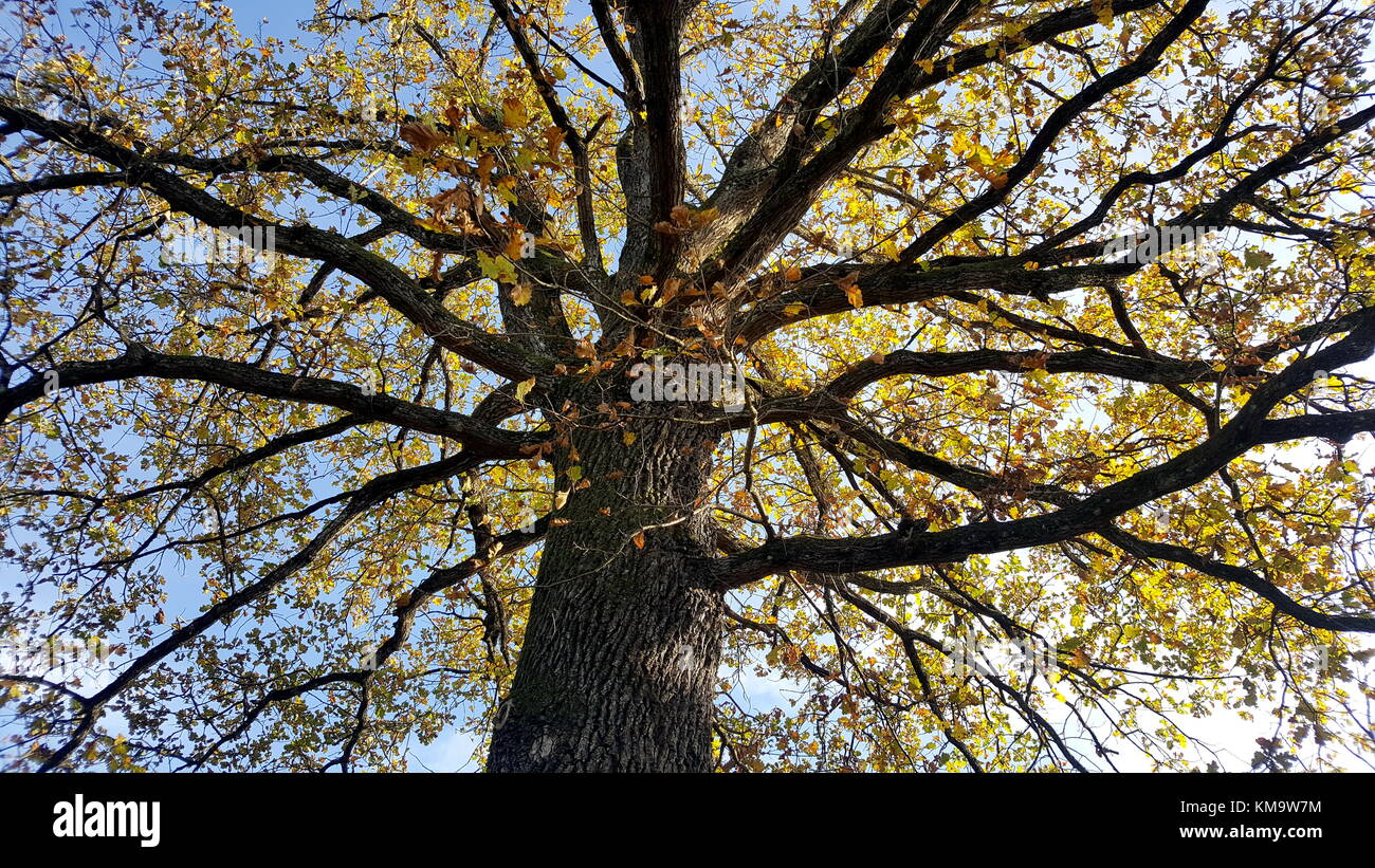 Autumn color palette hi-res stock photography and images - Alamy