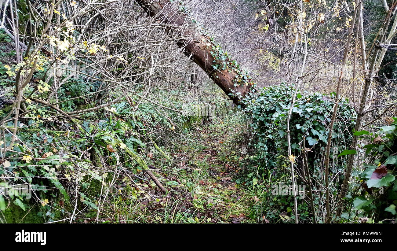Overgrown forest trail hi-res stock photography and images - Alamy