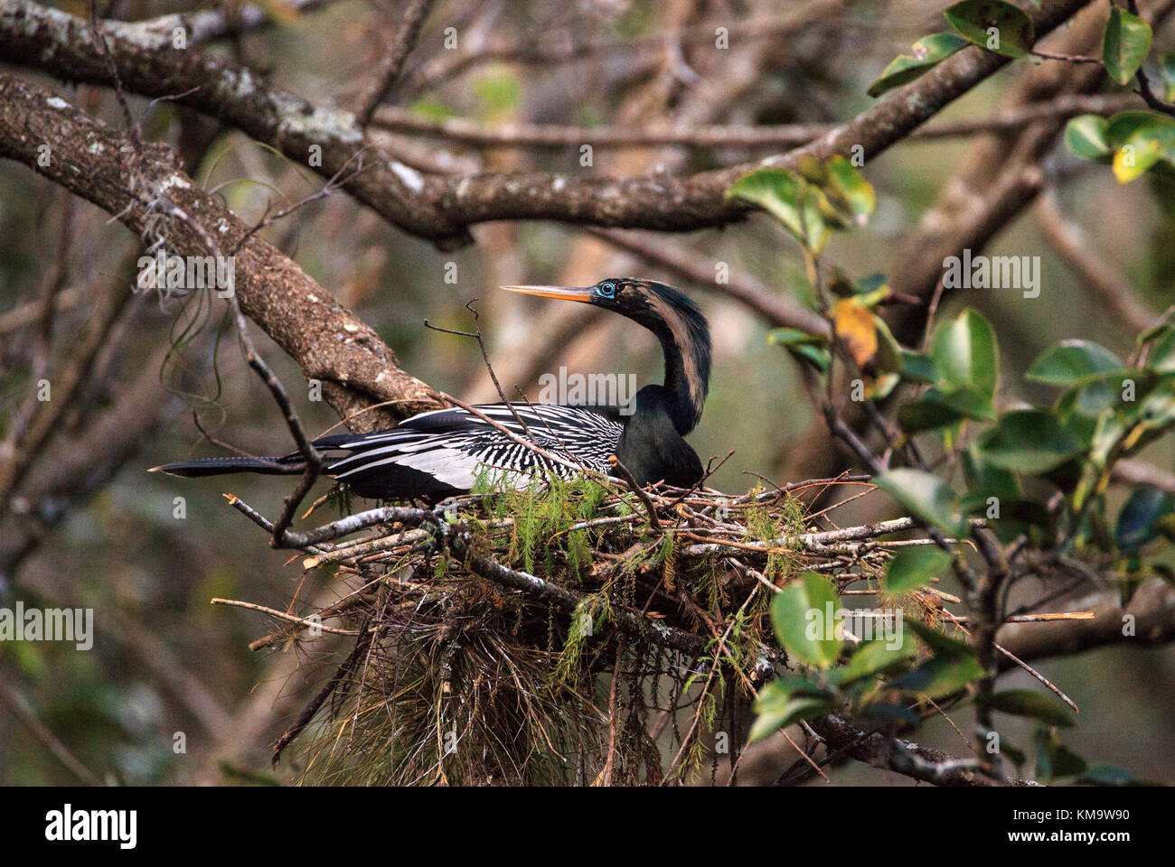 Female Anhinga bird called Anhinga anhinga and snakebird makes a nest ...