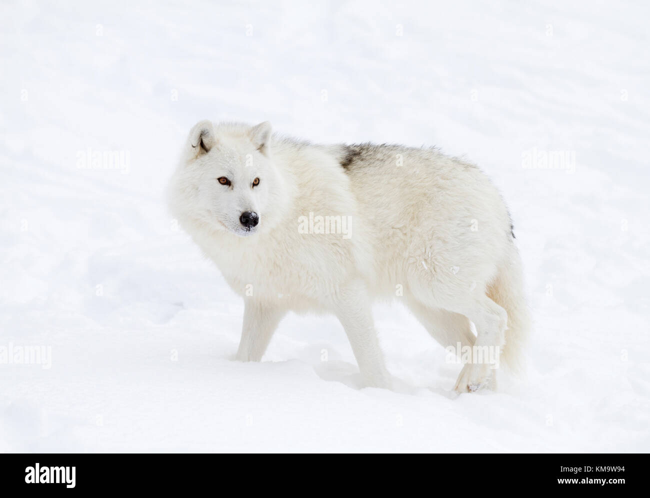 A lone Arctic wolves (Canis lupus arctos) standing in the winter snow ...