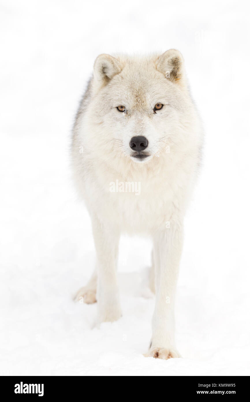 Arctic wolf canis lupus three hi-res stock photography and images - Alamy