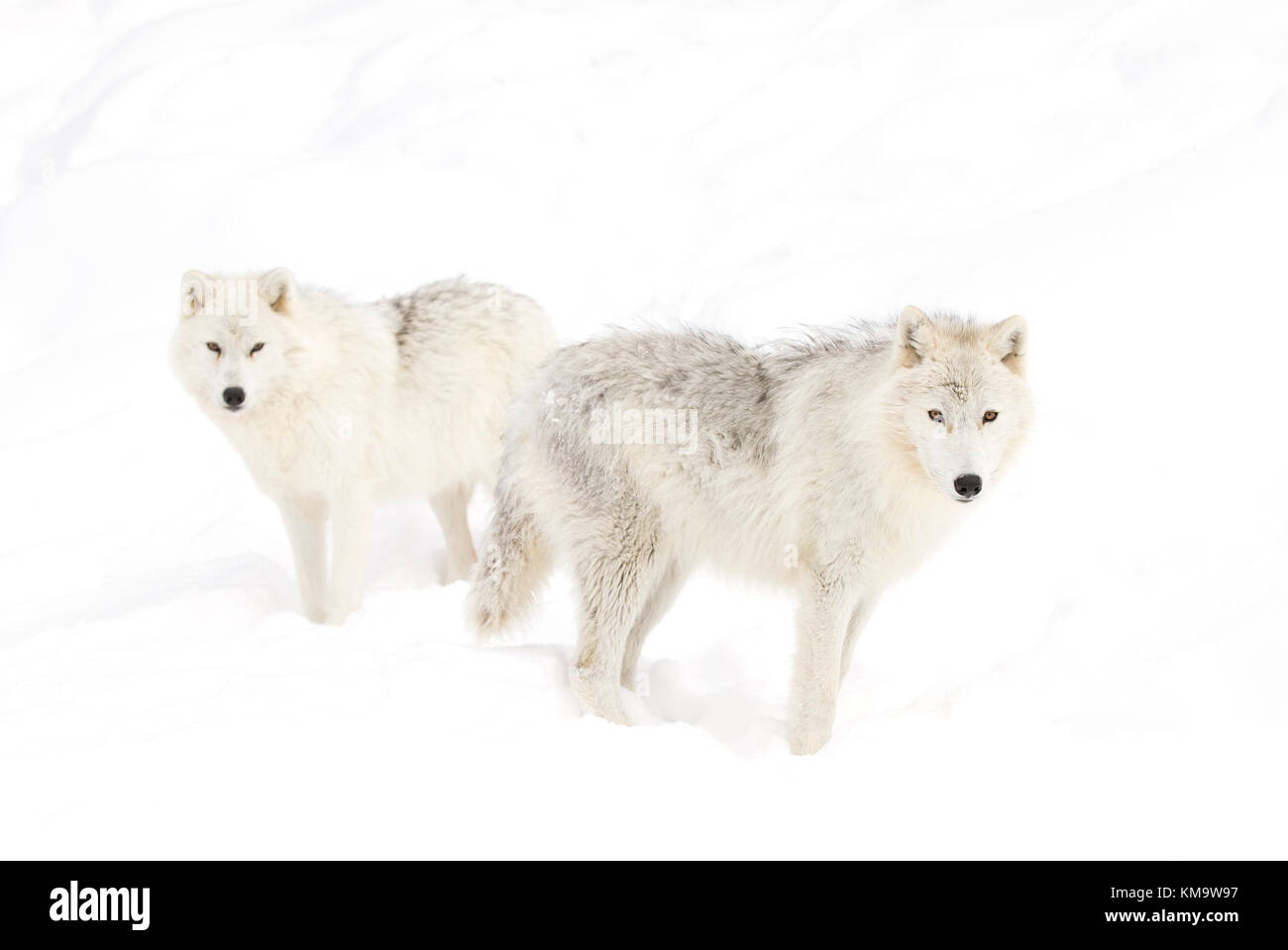 Arctic timber wolves Cut Out Stock Images & Pictures - Alamy