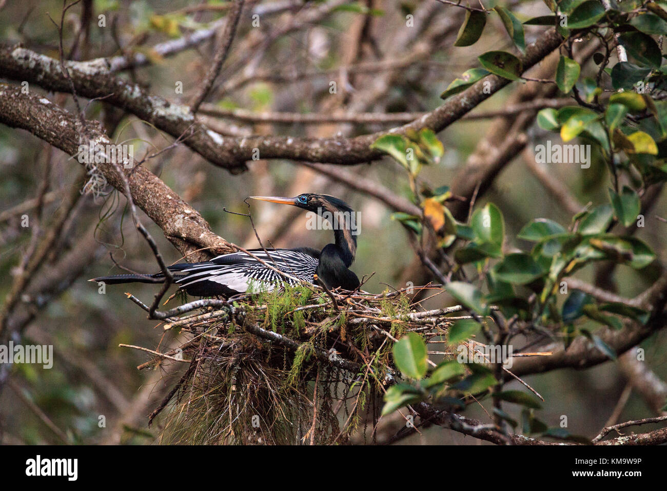 Female Anhinga bird called Anhinga anhinga and snakebird makes a nest ...